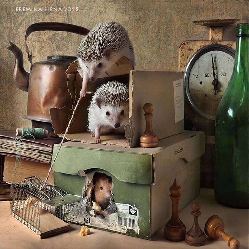 A day in the life of cute hedgehogs - Russia Beyond