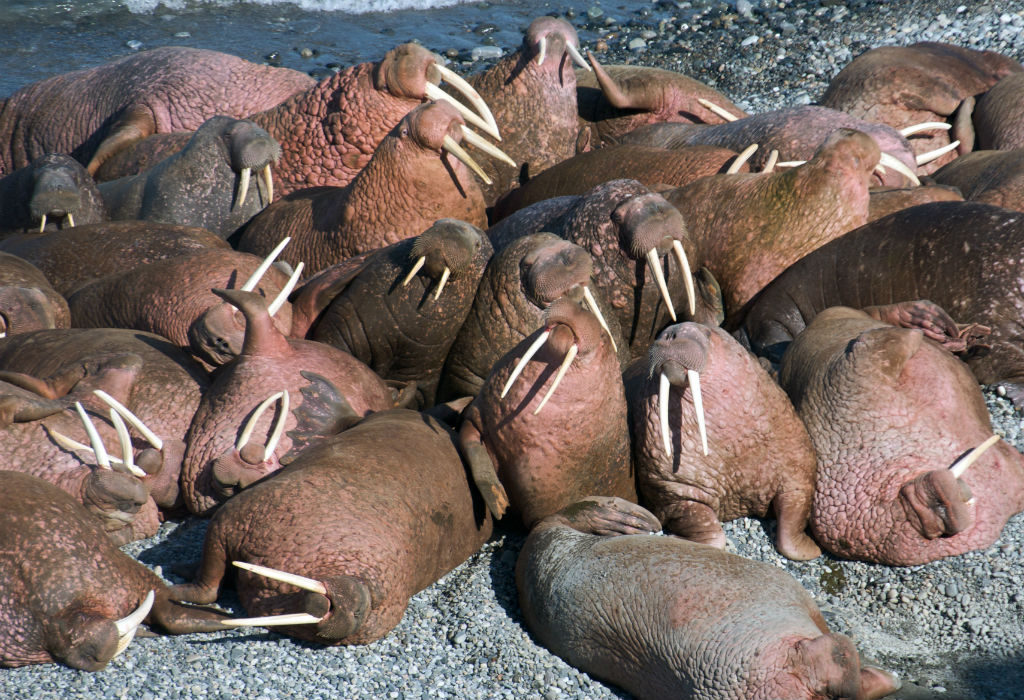 No humans allowed: Photo essay of unique island where animals rule ...
