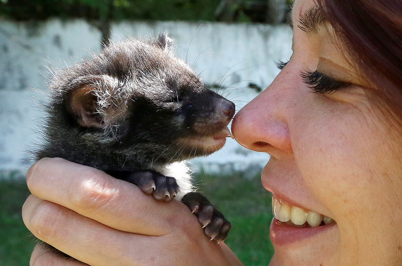 Azijska cibetka palmašica u sibirskom zoološkom vrtu - Russia Beyond ...