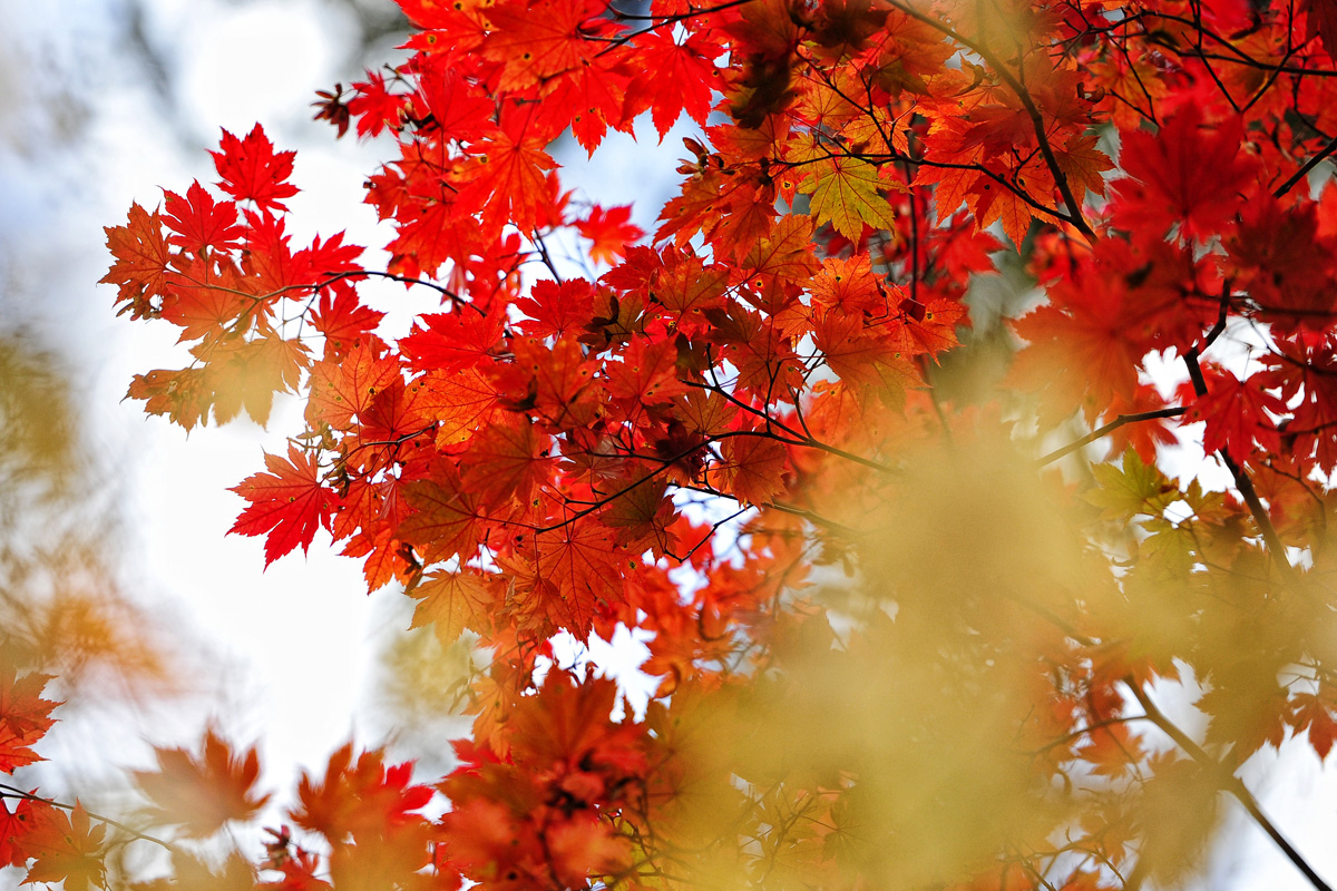 Hunting for crimson leaves in Primorsky Territory - Russia Beyond