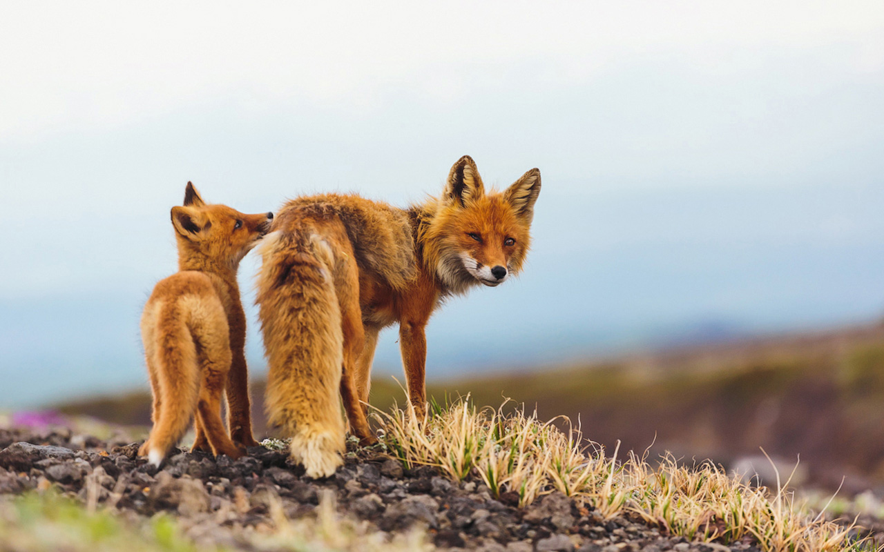 Fox Manor: Adorable photos of Russian wildlife - Russia Beyond