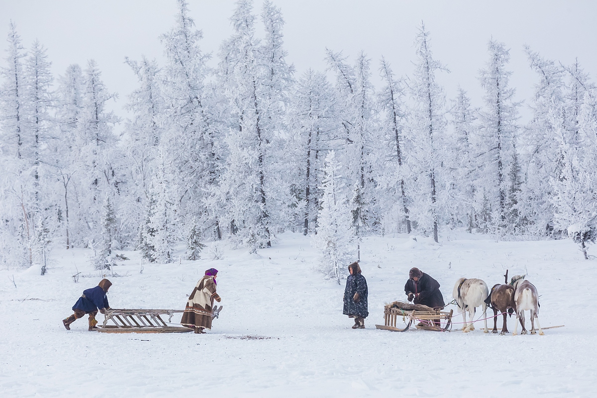 Follow me: How reindeer herders spend their life going after deer ...