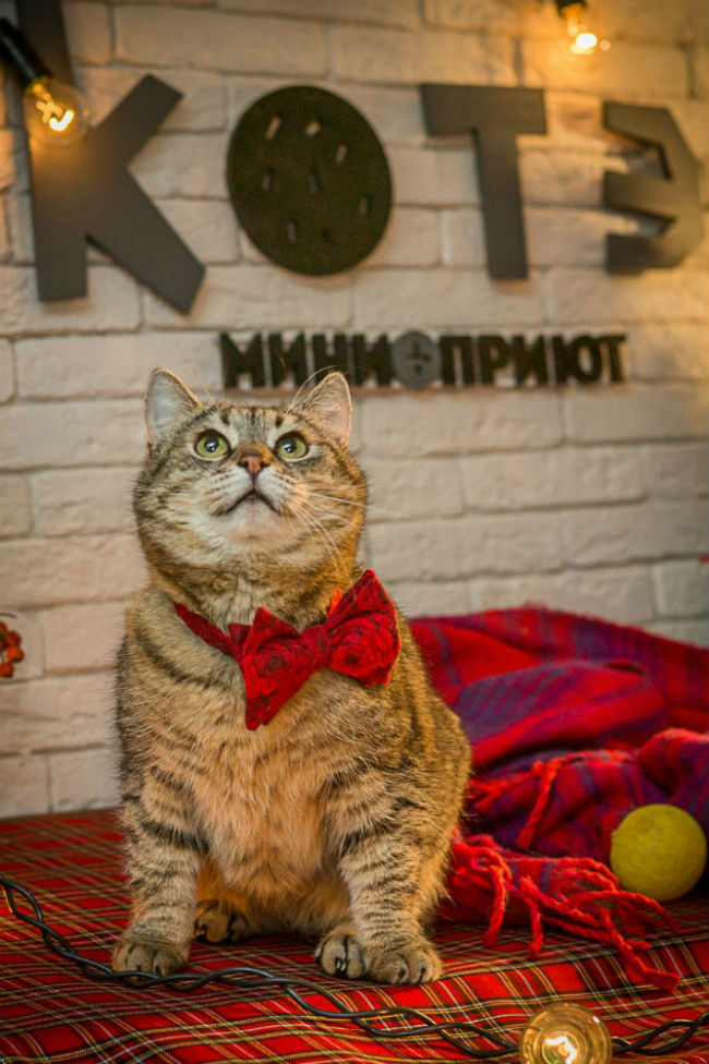 Russian shelter made a Christmas photoshoot for homeless cats - Russia ...