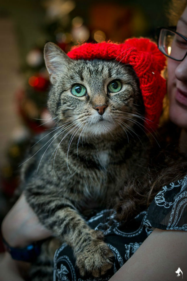 Russian shelter made a Christmas photoshoot for homeless cats - Russia ...