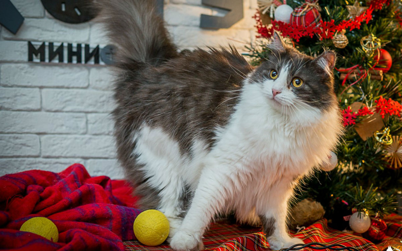 Russian shelter made a Christmas photoshoot for homeless cats - Russia ...