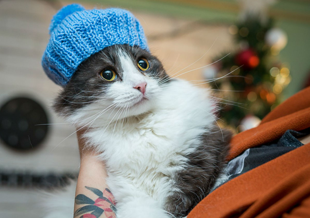 Russian shelter made a Christmas photoshoot for homeless cats - Russia ...