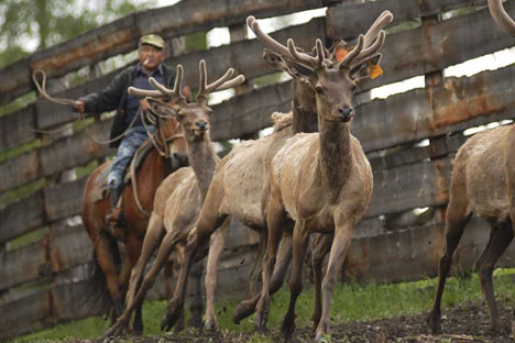 The red deer farming - Russia Beyond