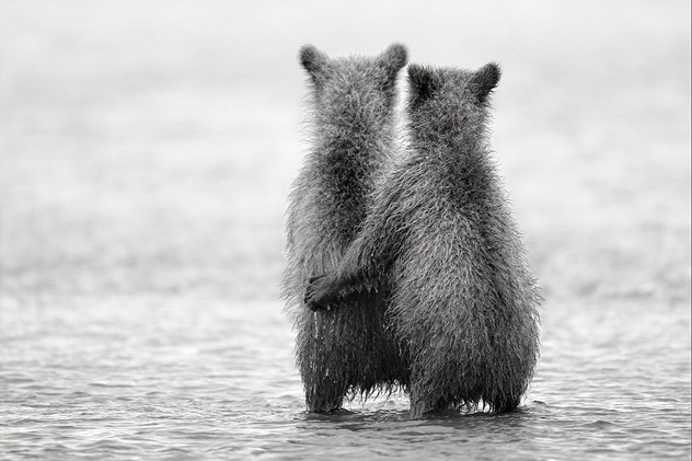 Goodbye, bears! - Russia Beyond