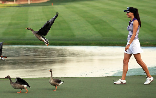 Geese at the golf competition - Russia Beyond