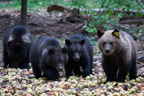 Una manada de osos en el bosque - Russia Beyond ES