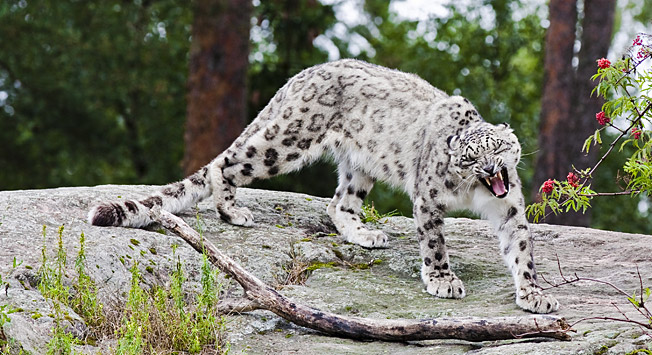 Protected Siberia: Encounters with wild nature - Russia Beyond