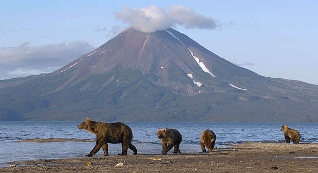 Kamchatka diaries: How to meet a bear and survive - Russia Beyond