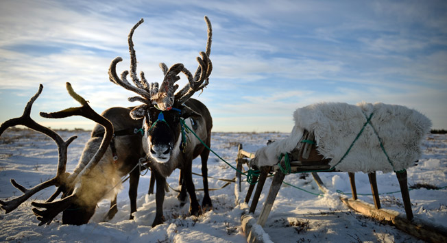 Tips for adventurers: How to survive in the tundra - Russia Beyond