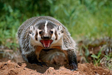Aggressive badger attacks reported in Siberia - Russia Beyond