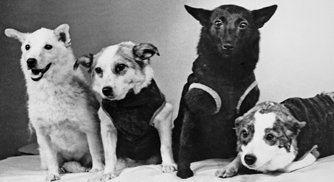Animals in space: What does it take to be tasked with exploring the ...