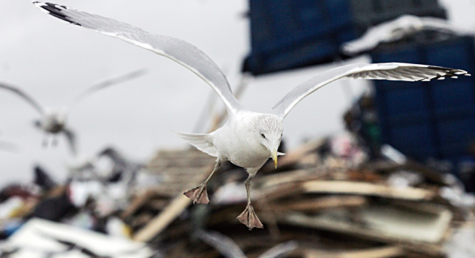 Global warming impacts the Russian North's ecosystem - Russia Beyond