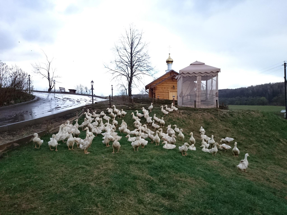 Gastronomy ecotourism: 5 organic farms to visit near Moscow - Russia Beyond