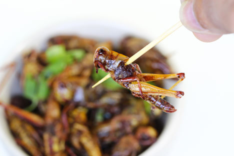 Russian scientists to turn locusts into fodder - Russia Beyond