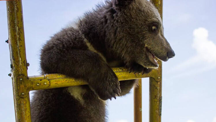 A Bear's Tale. Can a bear become a pet? Trailer — RTD