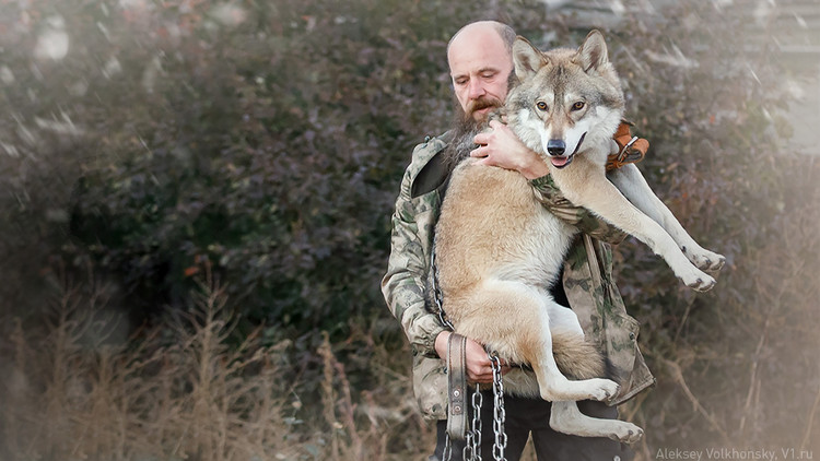 A pet wolf in a city flat: cruelty or wild obsession? Trailer — RTD