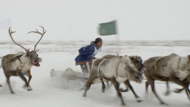 Reindeer races: All roads lead to Khatystyr — RTD