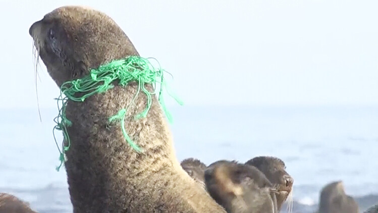 The Seal Empire under Threat. Northern sea lions choke on plastic ...
