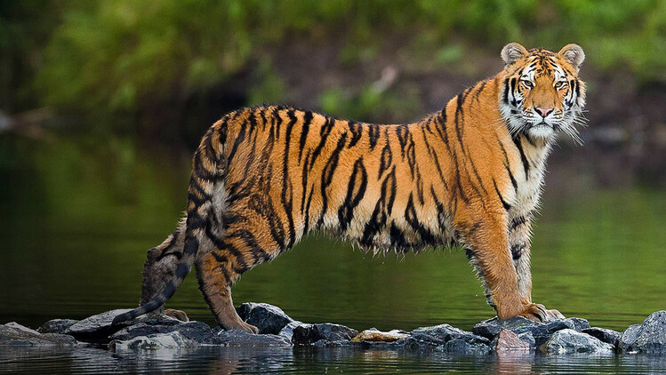 How Siberian tiger was brought back from brink of extinction by Russia ...