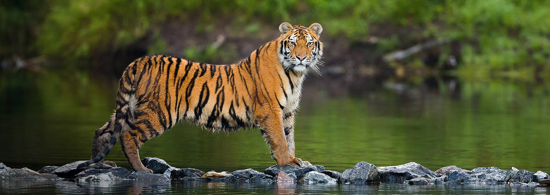 How Siberian tiger was brought back from brink of extinction by Russia ...